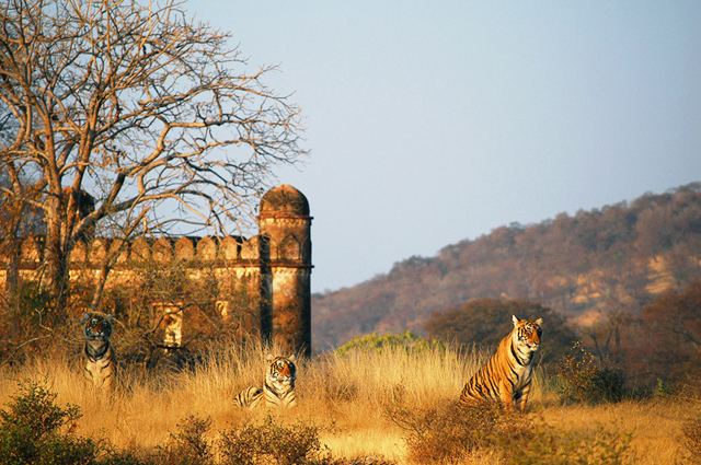 Parc National de Ranthambore (Rajasthan) - Auderney